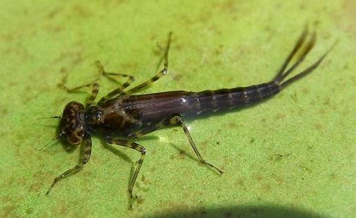 It's a stream bug's life - King County